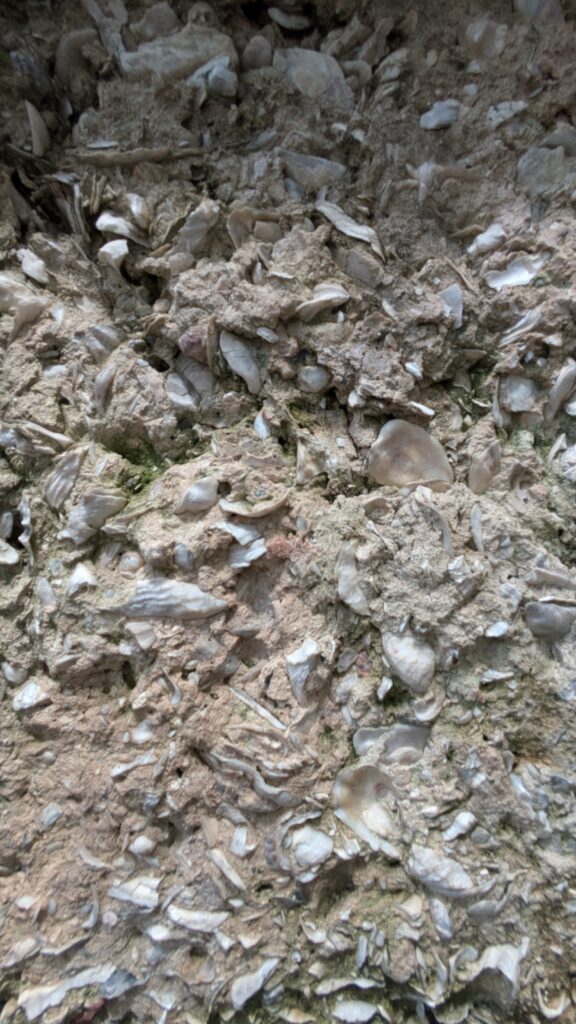 tabby wall construction – Isaac Kremer